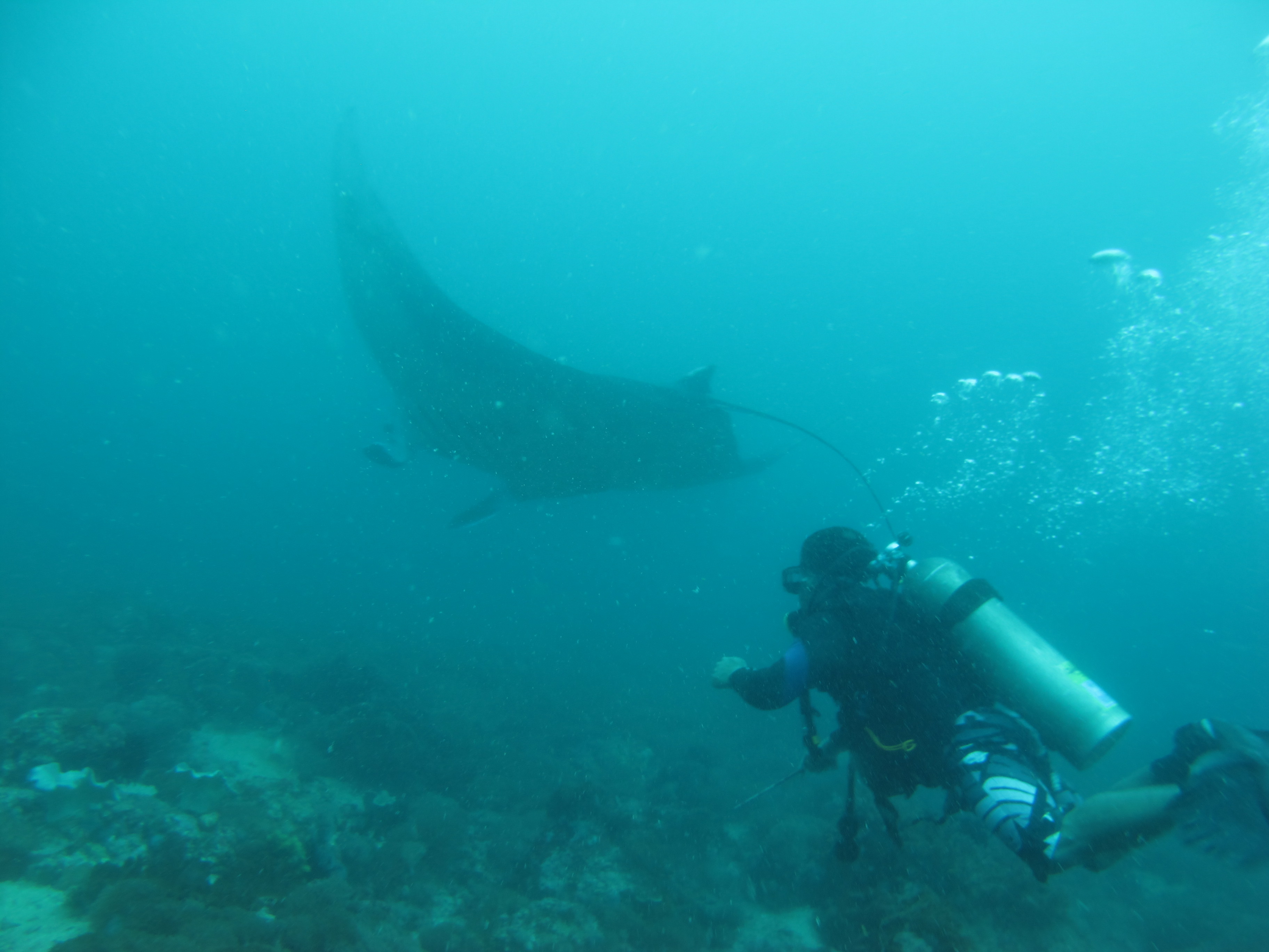 Donsol Bay Dive Resort